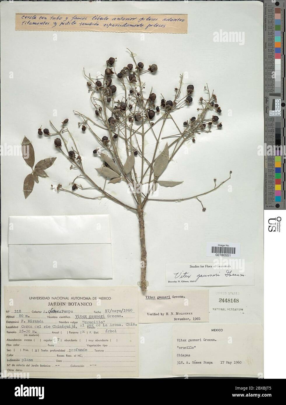 Vitex gaumeri Greenm Vitex gaumeri Greenm Stock Photo - Alamy