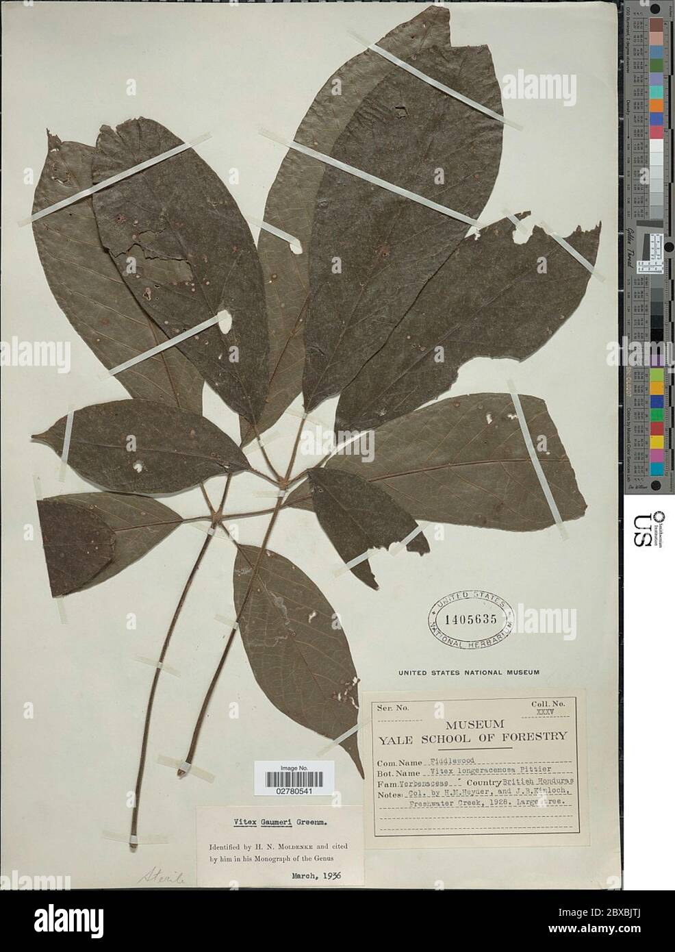 Vitex gaumeri Greenm Vitex gaumeri Greenm Stock Photo - Alamy