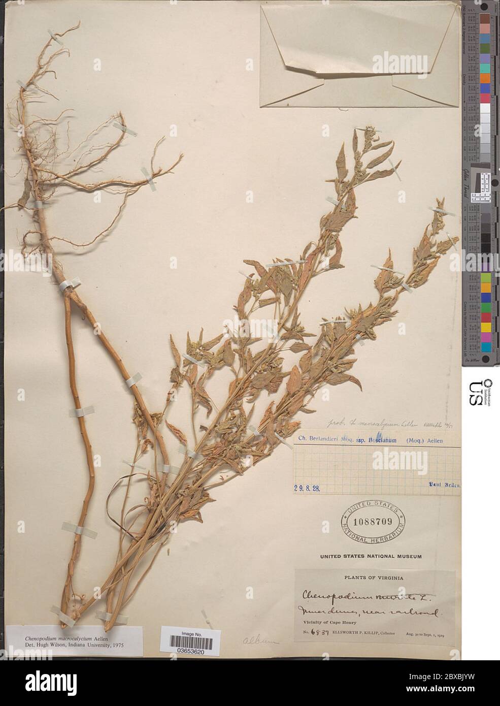 Chenopodium macrocalycium Aellen Chenopodium macrocalycium Aellen Stock ...
