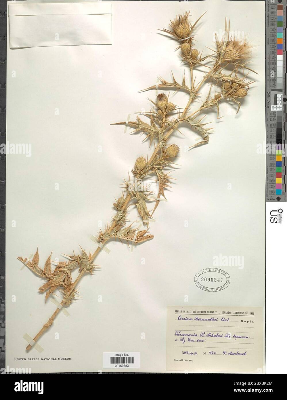 Bornmuelleri hi-res stock photography and images - Alamy