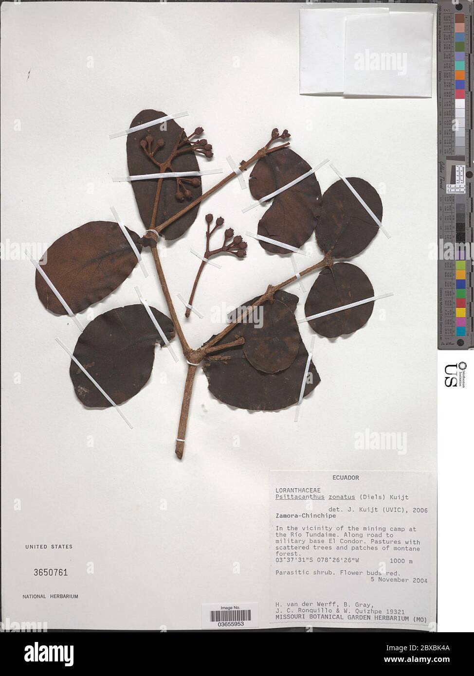 Psittacanthus zonatus Diels Kuijt Psittacanthus zonatus Diels Kuijt ...