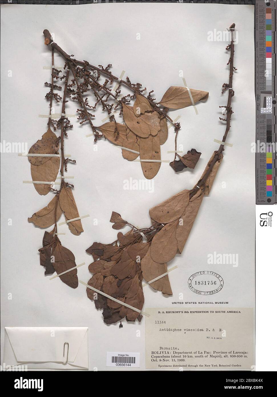 Antidaphne viscoidea Poepp Endl Antidaphne viscoidea Poepp Endl Stock ...