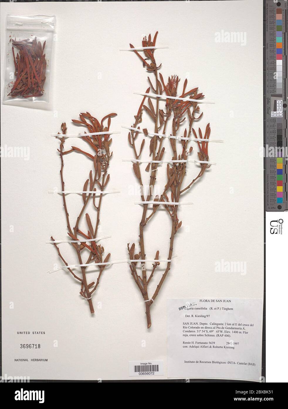 Ligaria cuneifolia Ligaria cuneifolia Stock Photo - Alamy