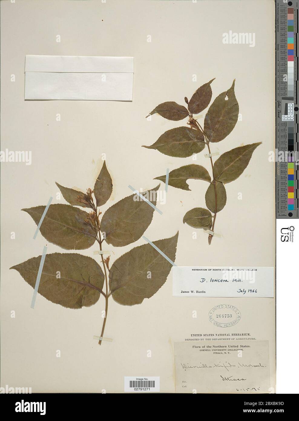 Diervilla lonicera Mill Diervilla lonicera Mill Stock Photo - Alamy