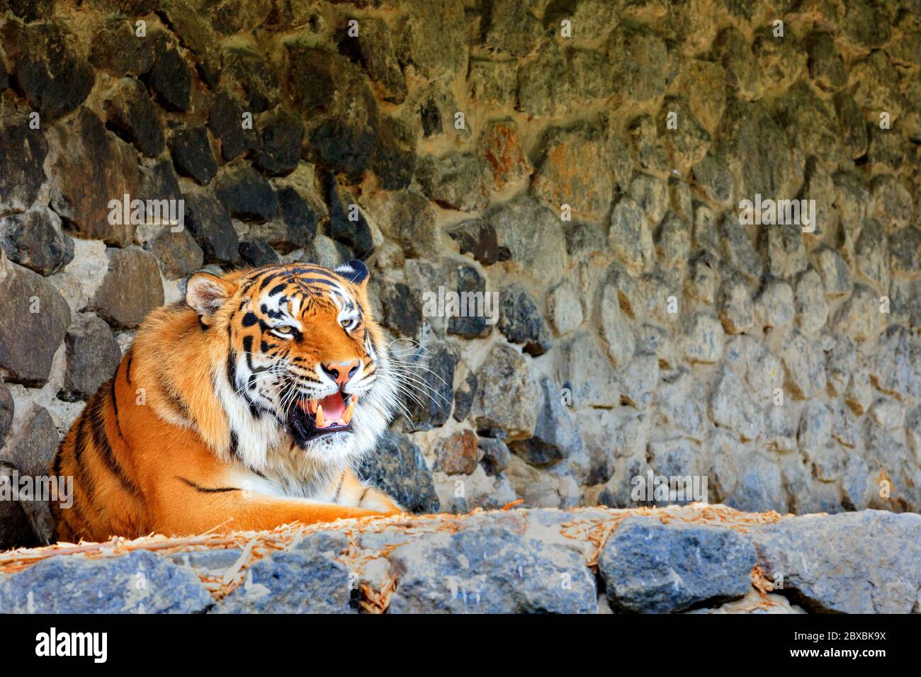 Portrait of a beautiful wild tiger with a growling grin against the ...