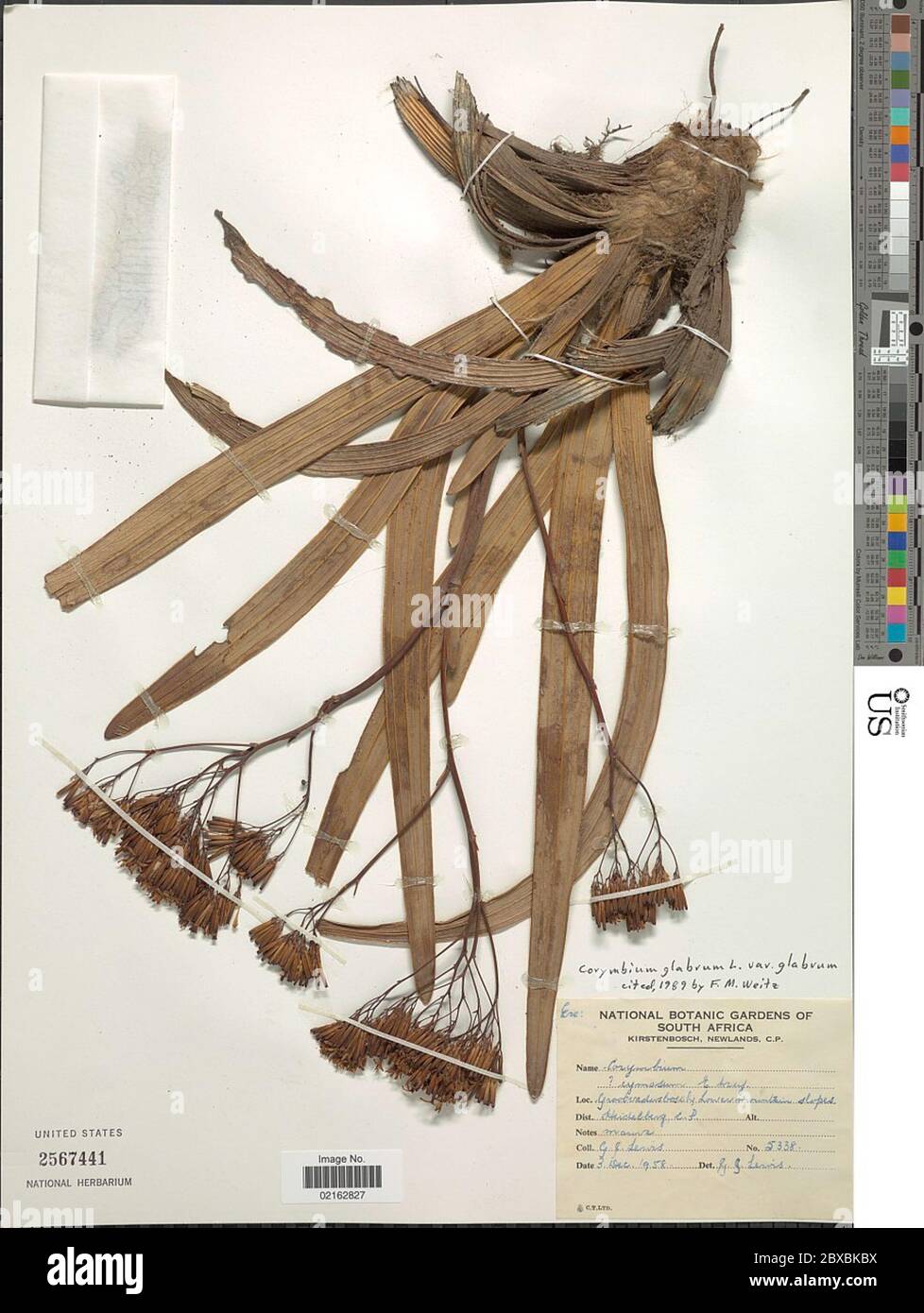 Corymbium hi-res stock photography and images - Alamy