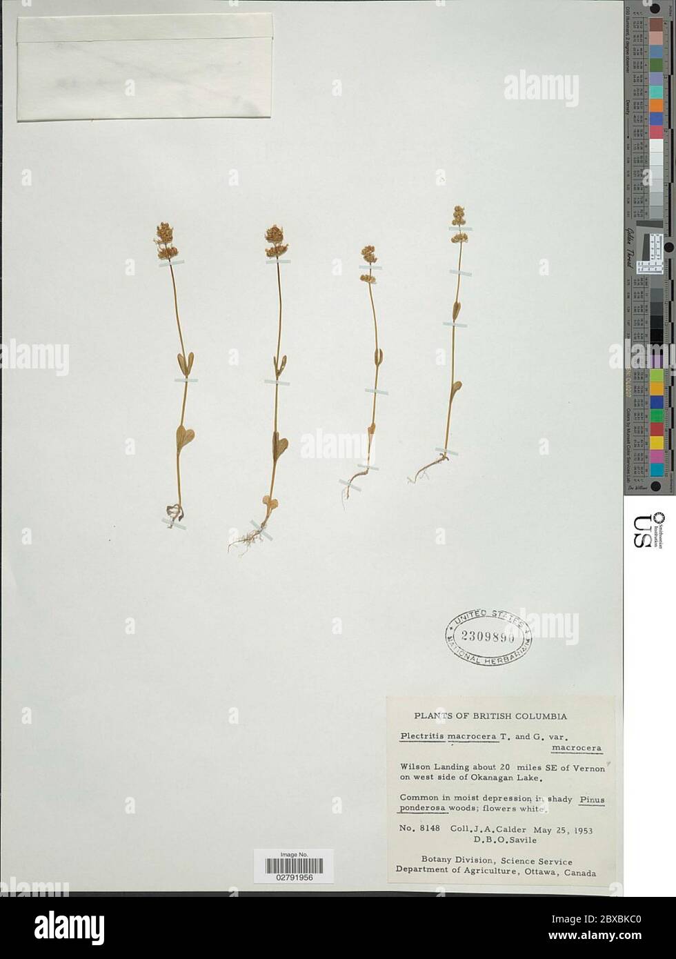 Macrocera hi-res stock photography and images - Alamy