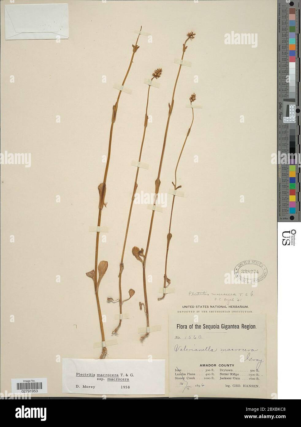 Macrocera hi-res stock photography and images - Alamy