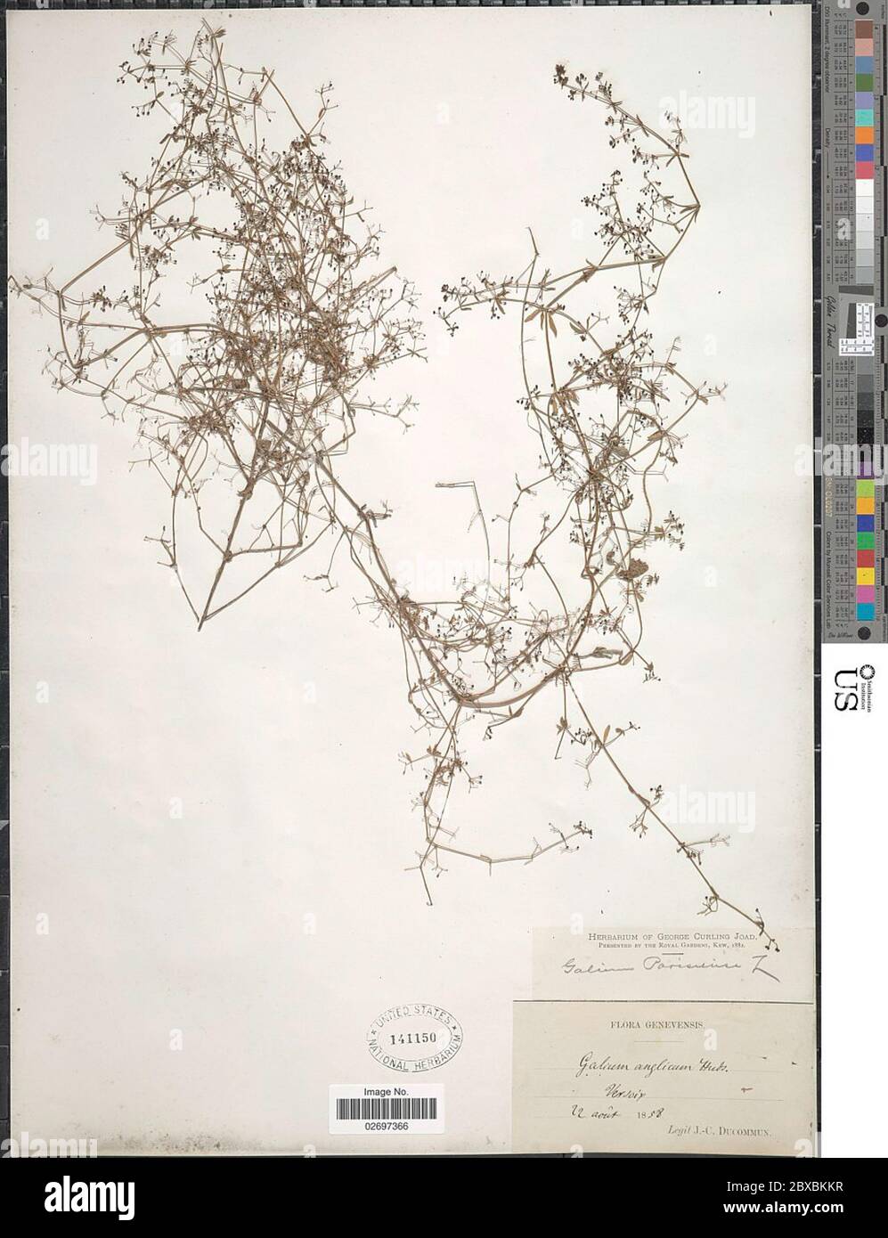 Galium parisiense L Galium parisiense L Stock Photo - Alamy