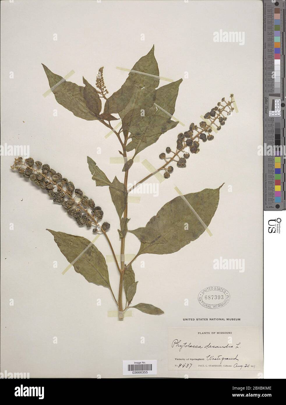 Phytolacca americana l hi-res stock photography and images - Alamy