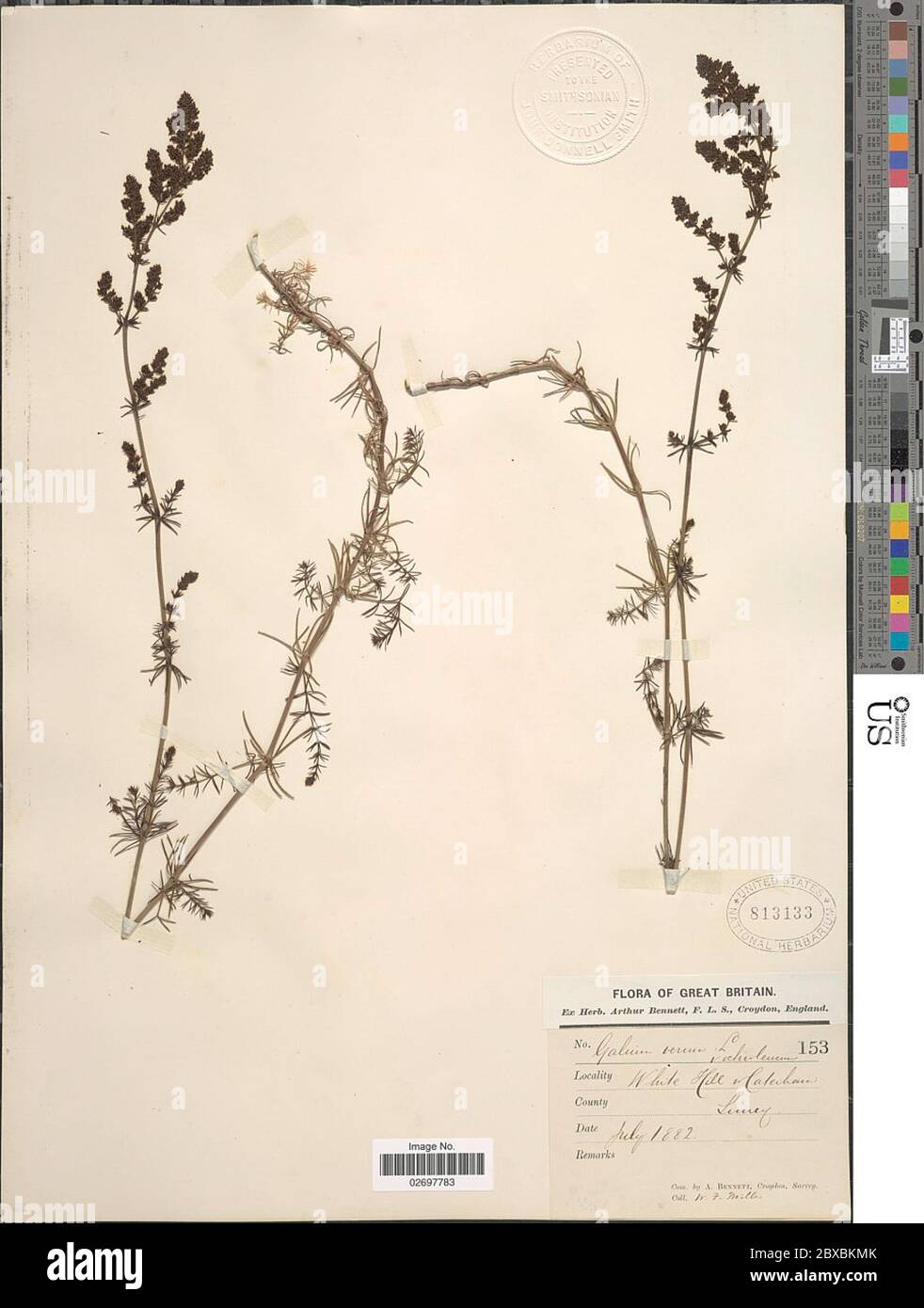Galium verum l hi-res stock photography and images - Alamy