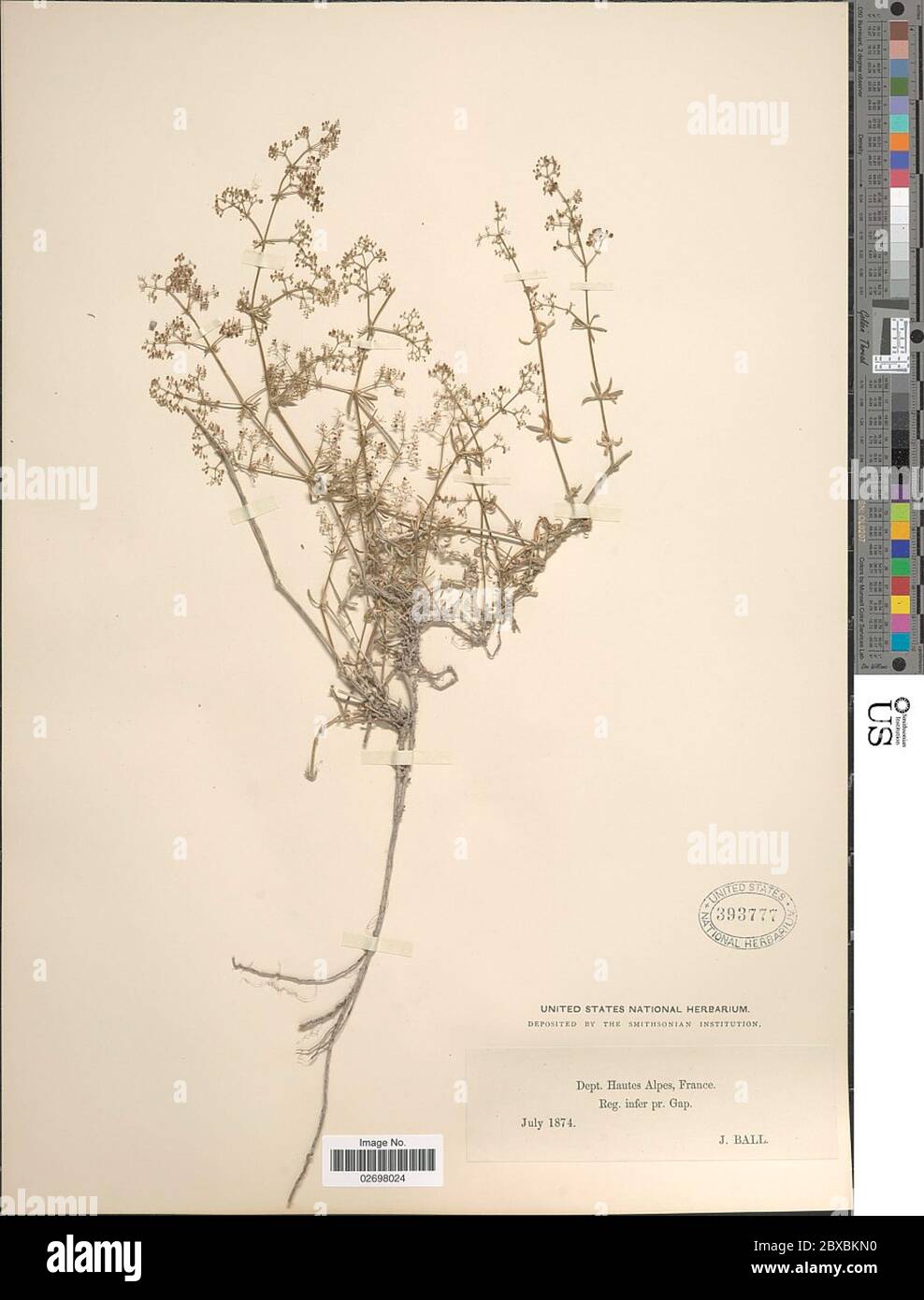 Galium sp Galium sp Stock Photo - Alamy