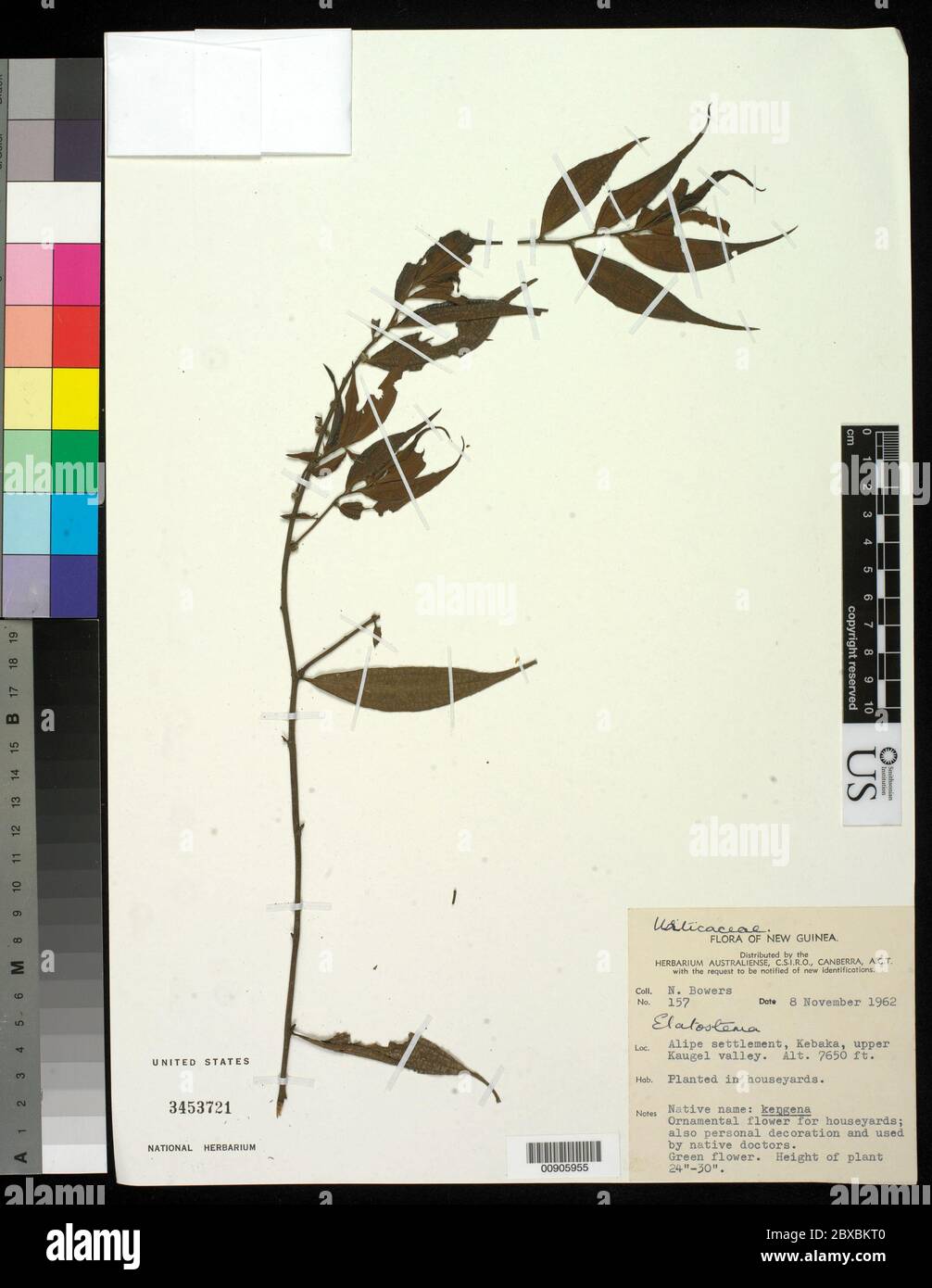 Elatostema sp Elatostema sp Stock Photo - Alamy