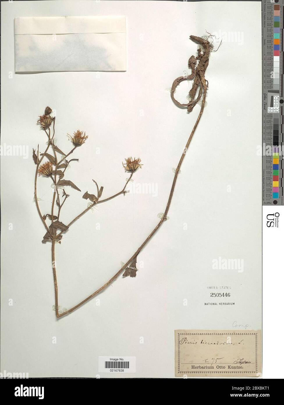 Picris hieracioides Picris hieracioides Stock Photo - Alamy