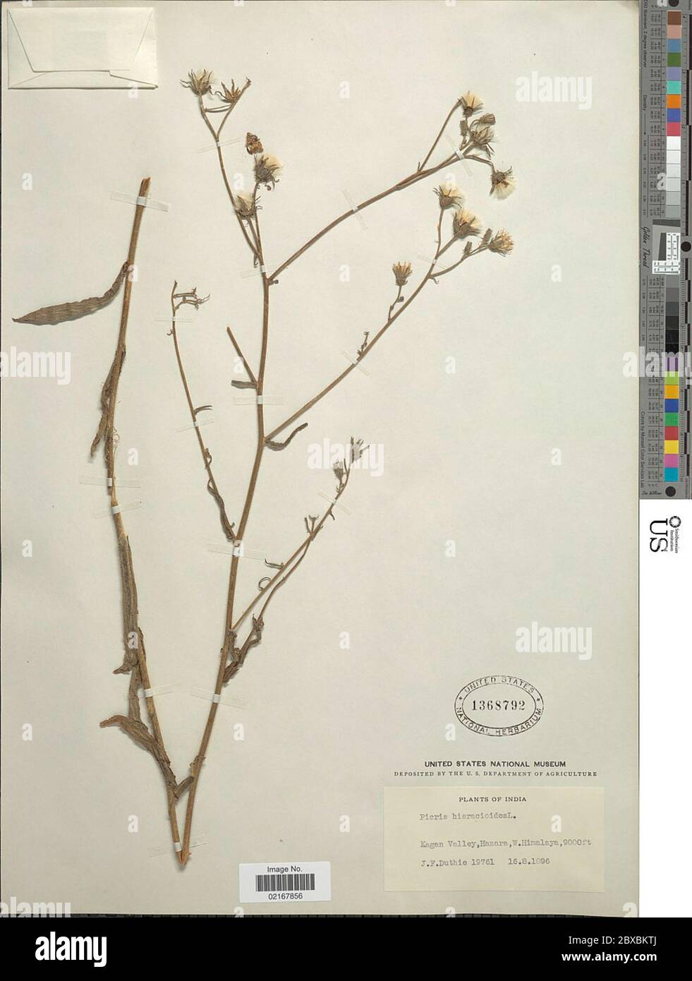 Picris hieracioides Picris hieracioides Stock Photo - Alamy