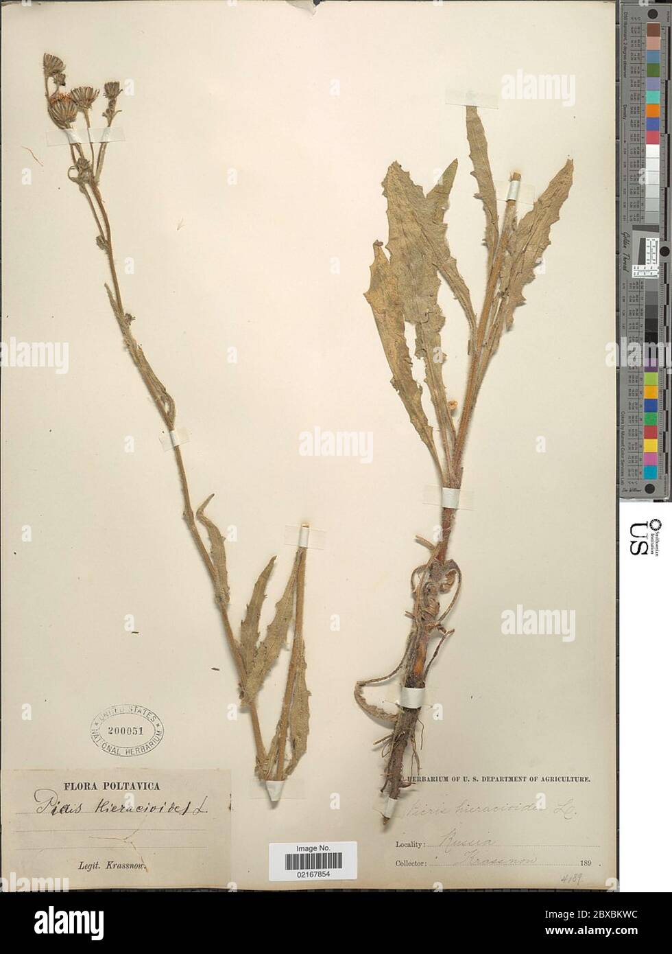 Picris hieracioides Picris hieracioides Stock Photo - Alamy