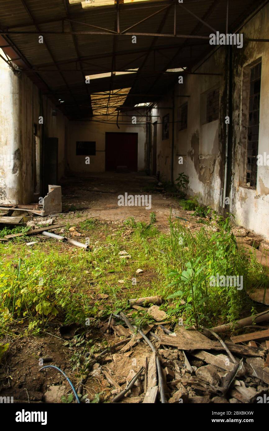 Green grass and plants grow in the rubble of an abandoned factory. Life ...