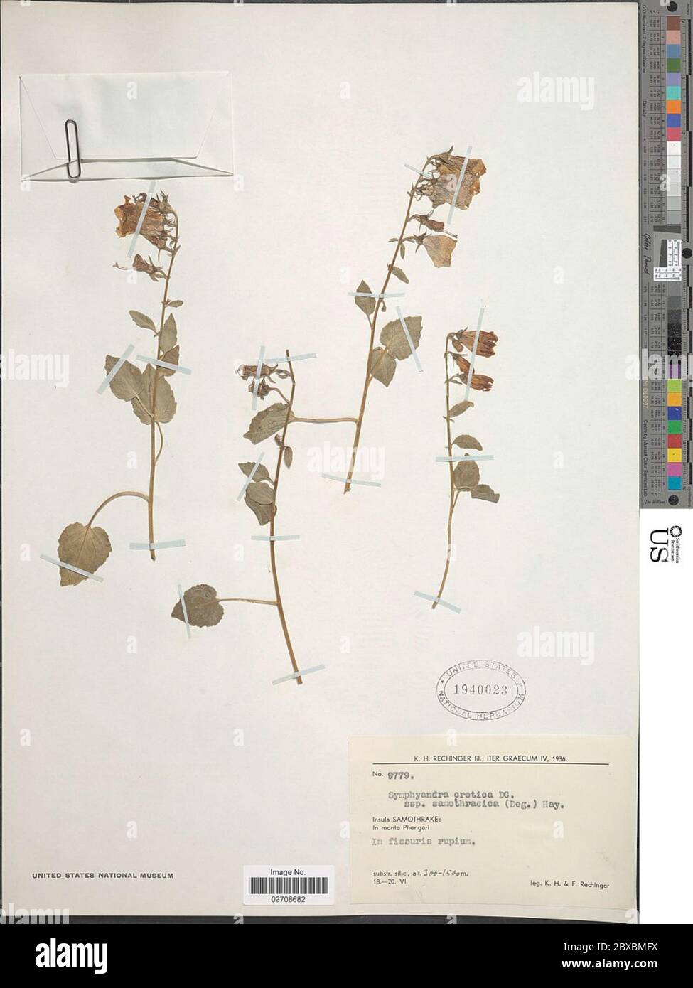 Symphyandra cretica A DC Symphyandra cretica A DC Stock Photo - Alamy