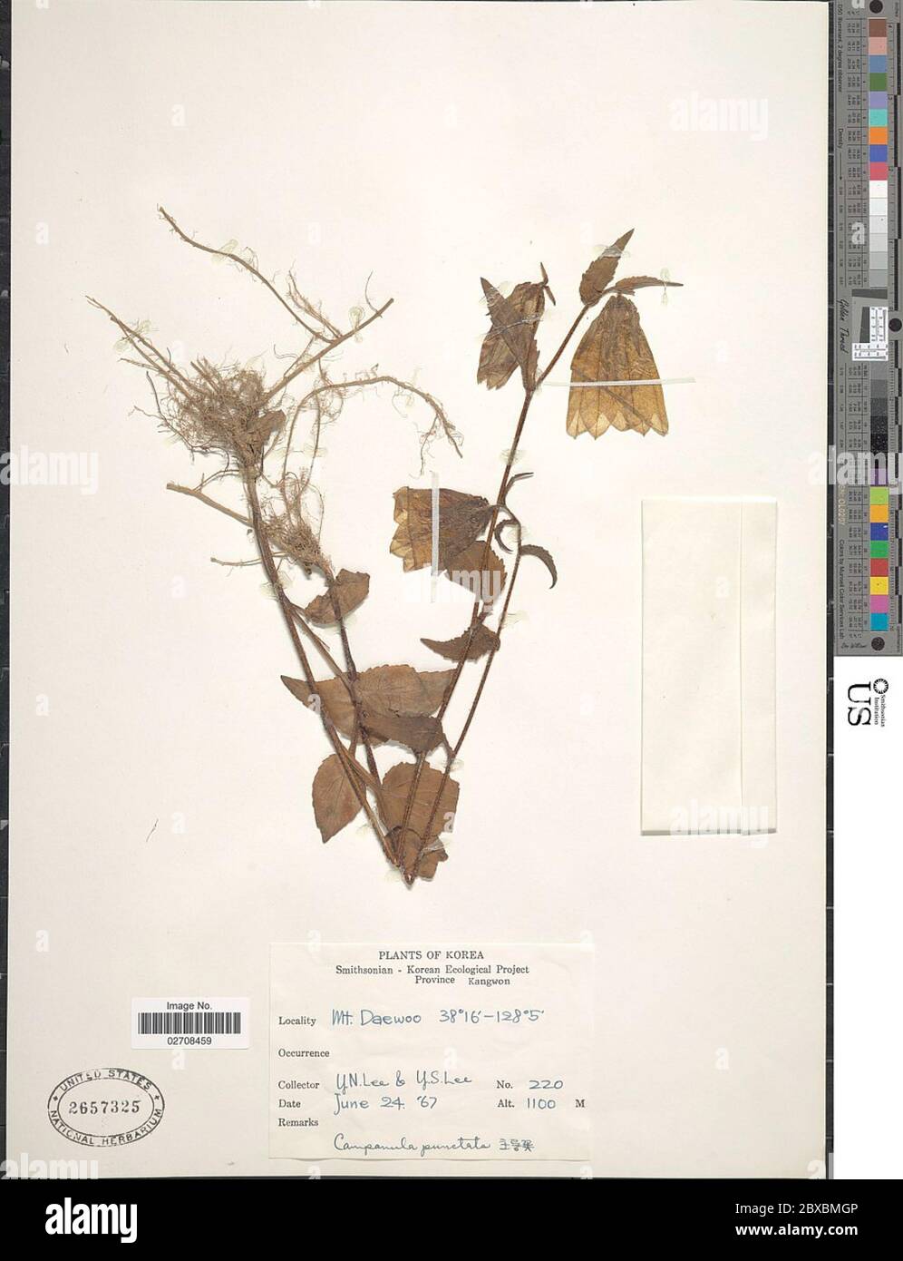 Campanula punctata Campanula punctata Stock Photo - Alamy