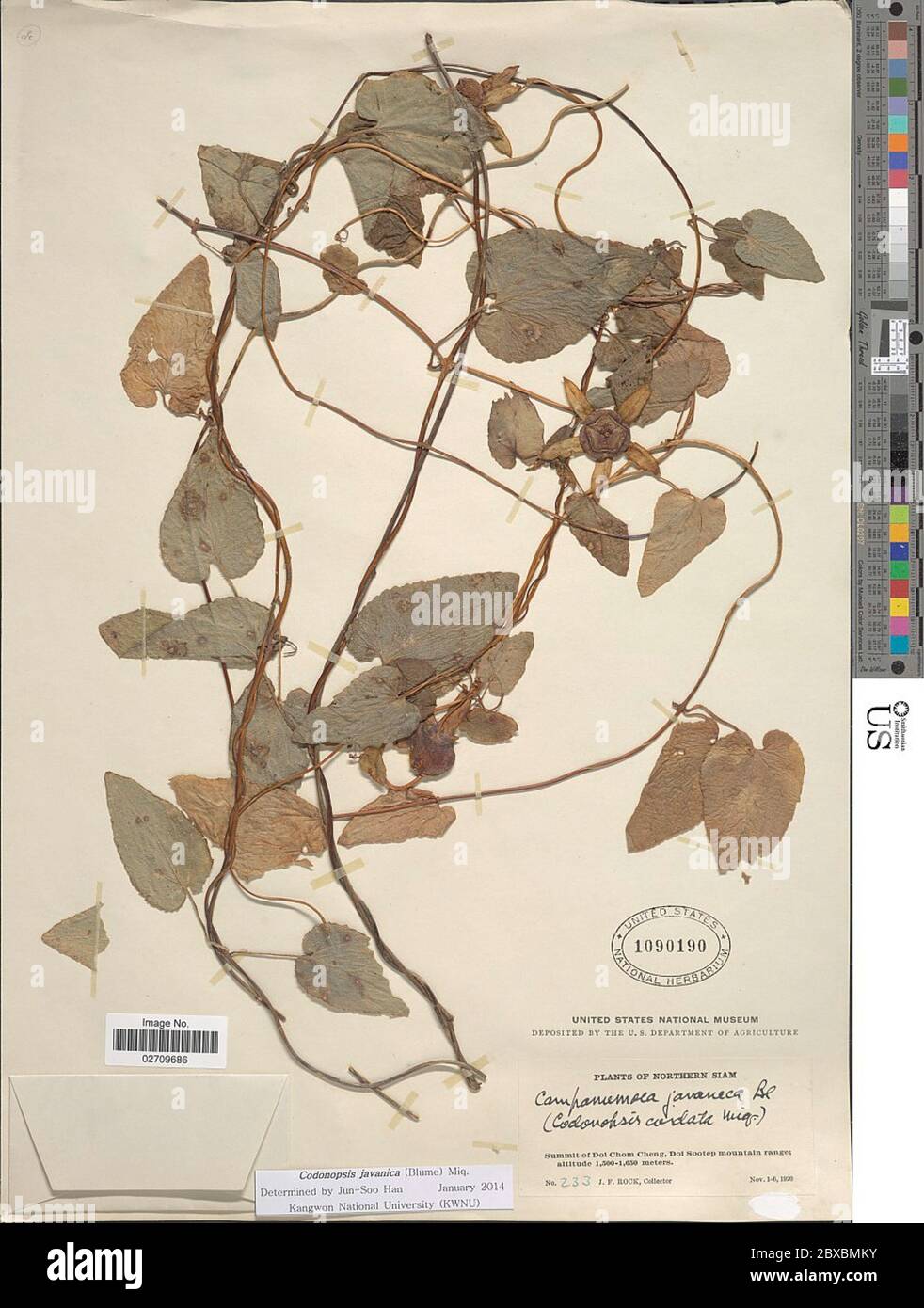 Codonopsis javanica Blume Hook f Thomson Codonopsis javanica Blume Hook ...