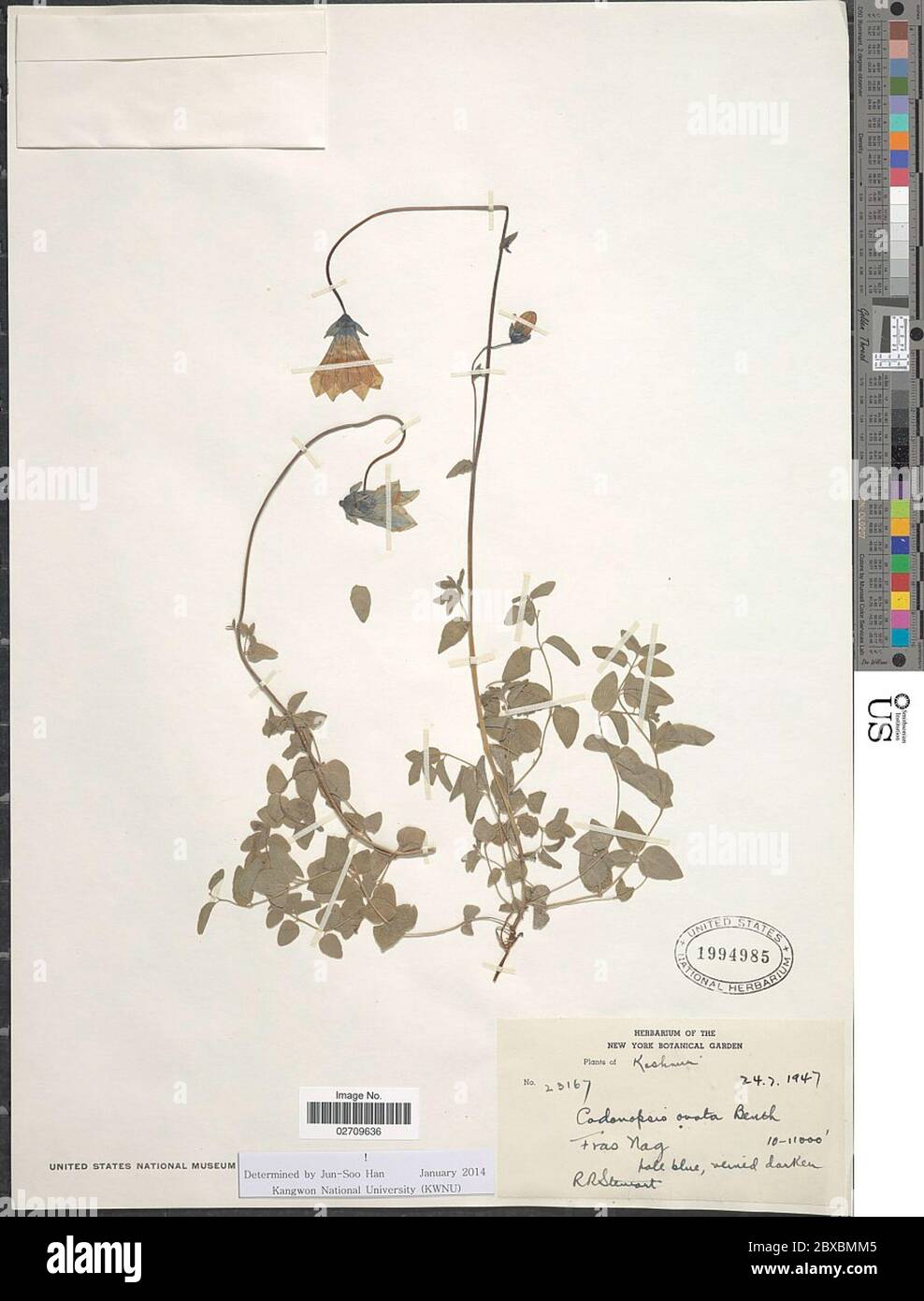 Codonopsis ovata Benth Codonopsis ovata Benth Stock Photo - Alamy