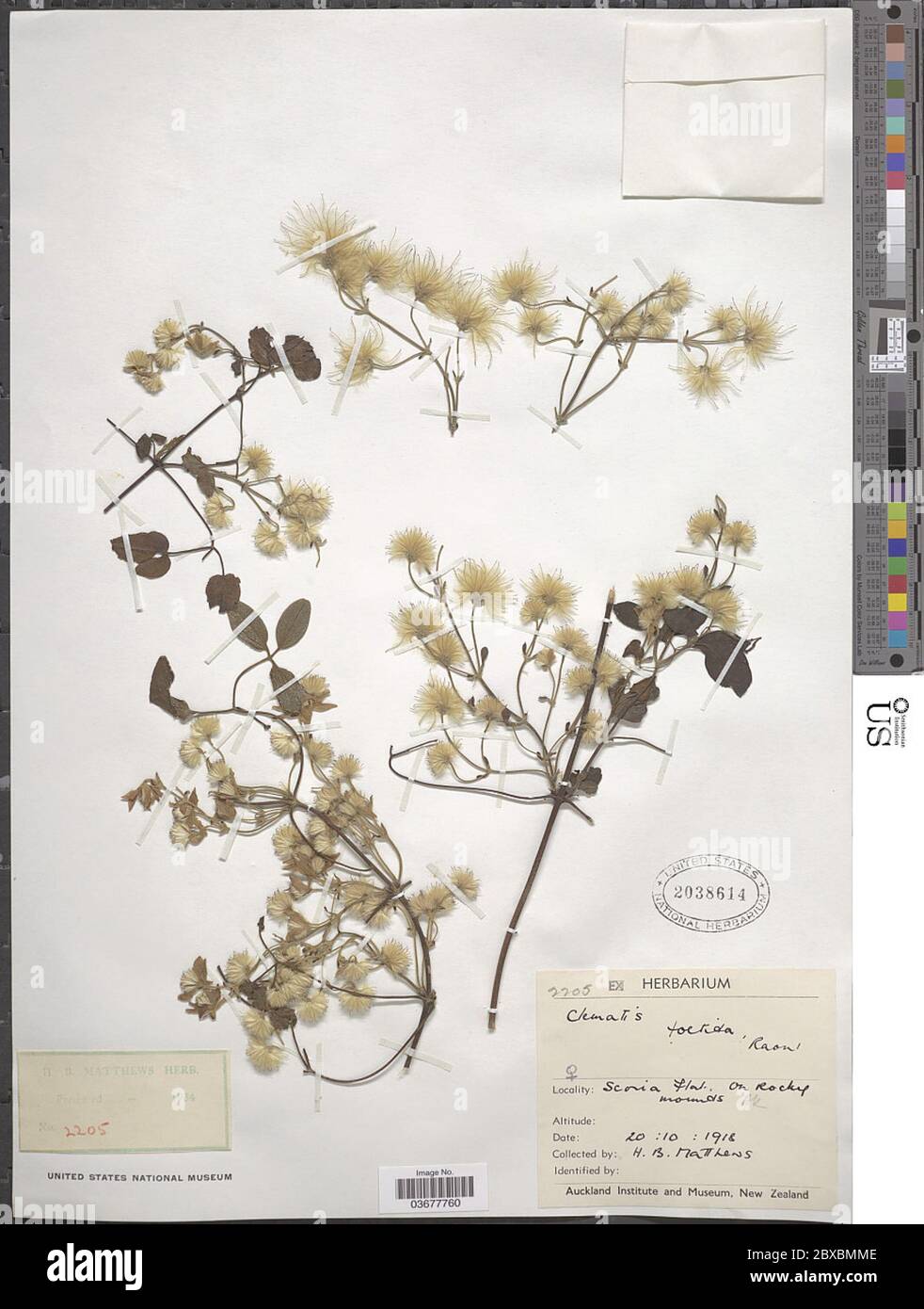 Clematis foetida Clematis foetida Stock Photo - Alamy