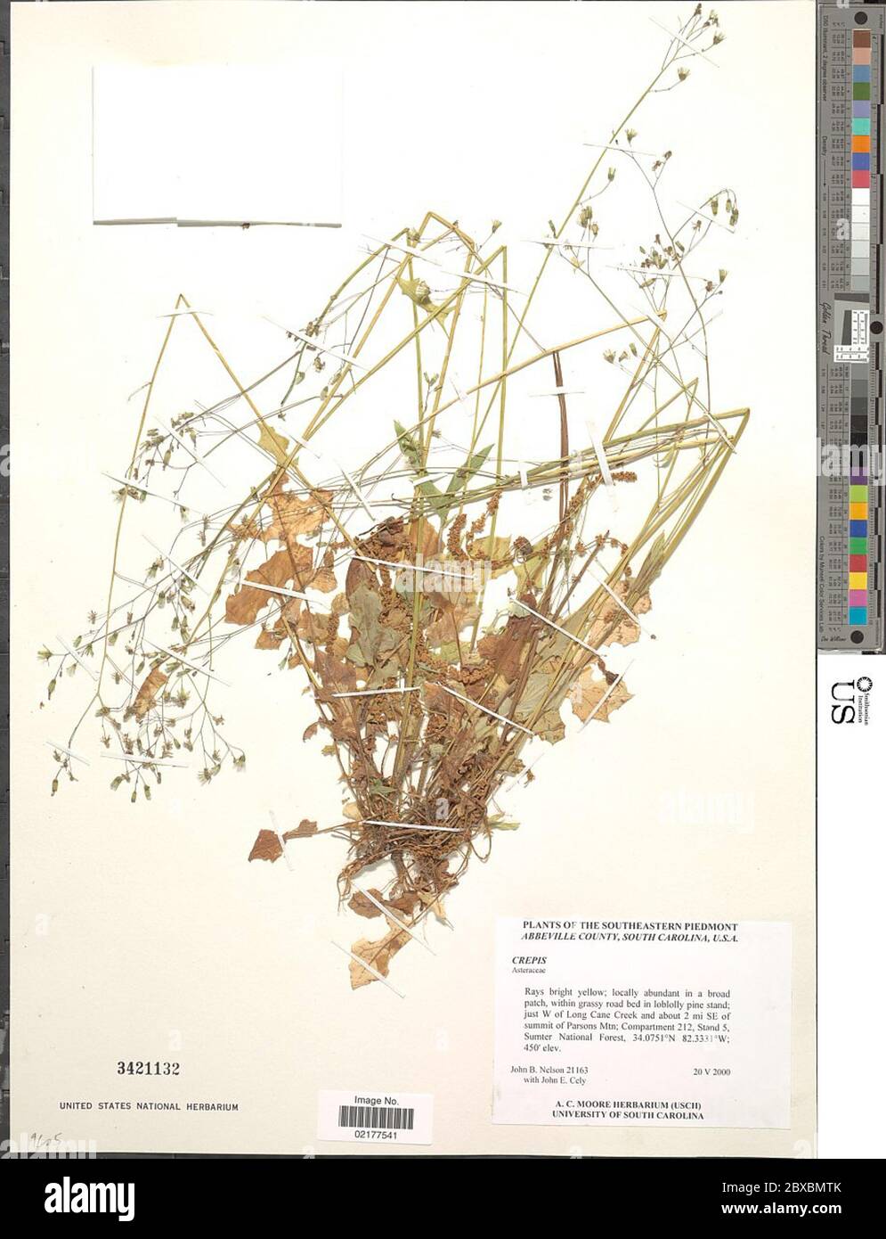 Crepis sp Crepis sp Stock Photo - Alamy