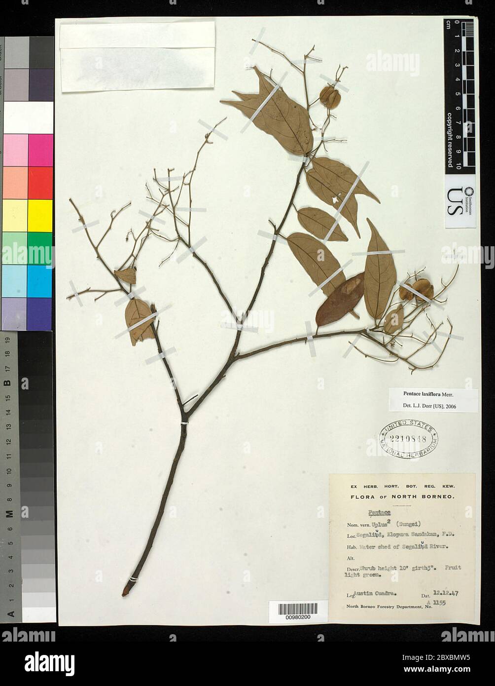 Pentace laxiflora hi-res stock photography and images - Alamy