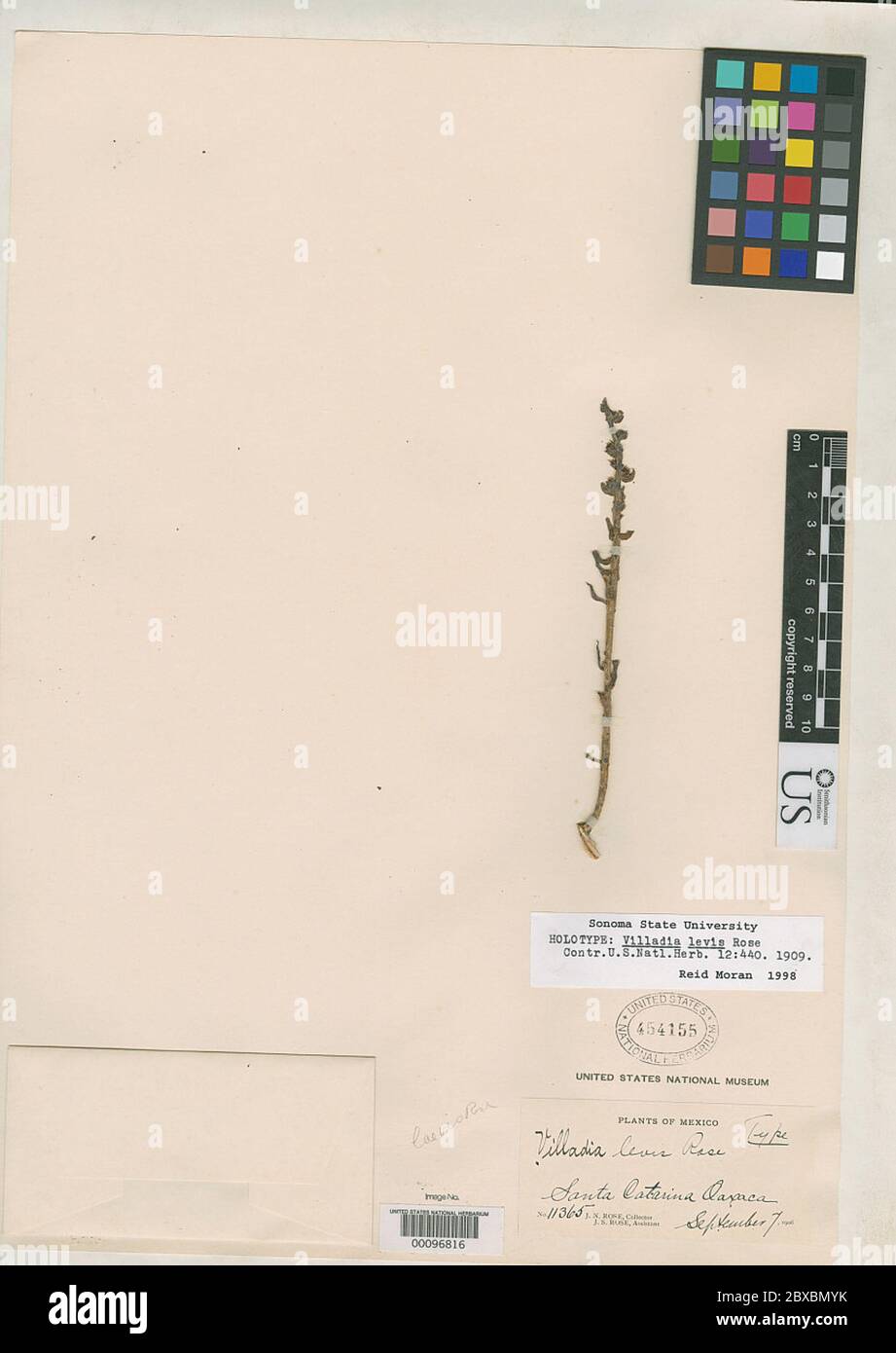 Villadia levis hi-res stock photography and images - Alamy