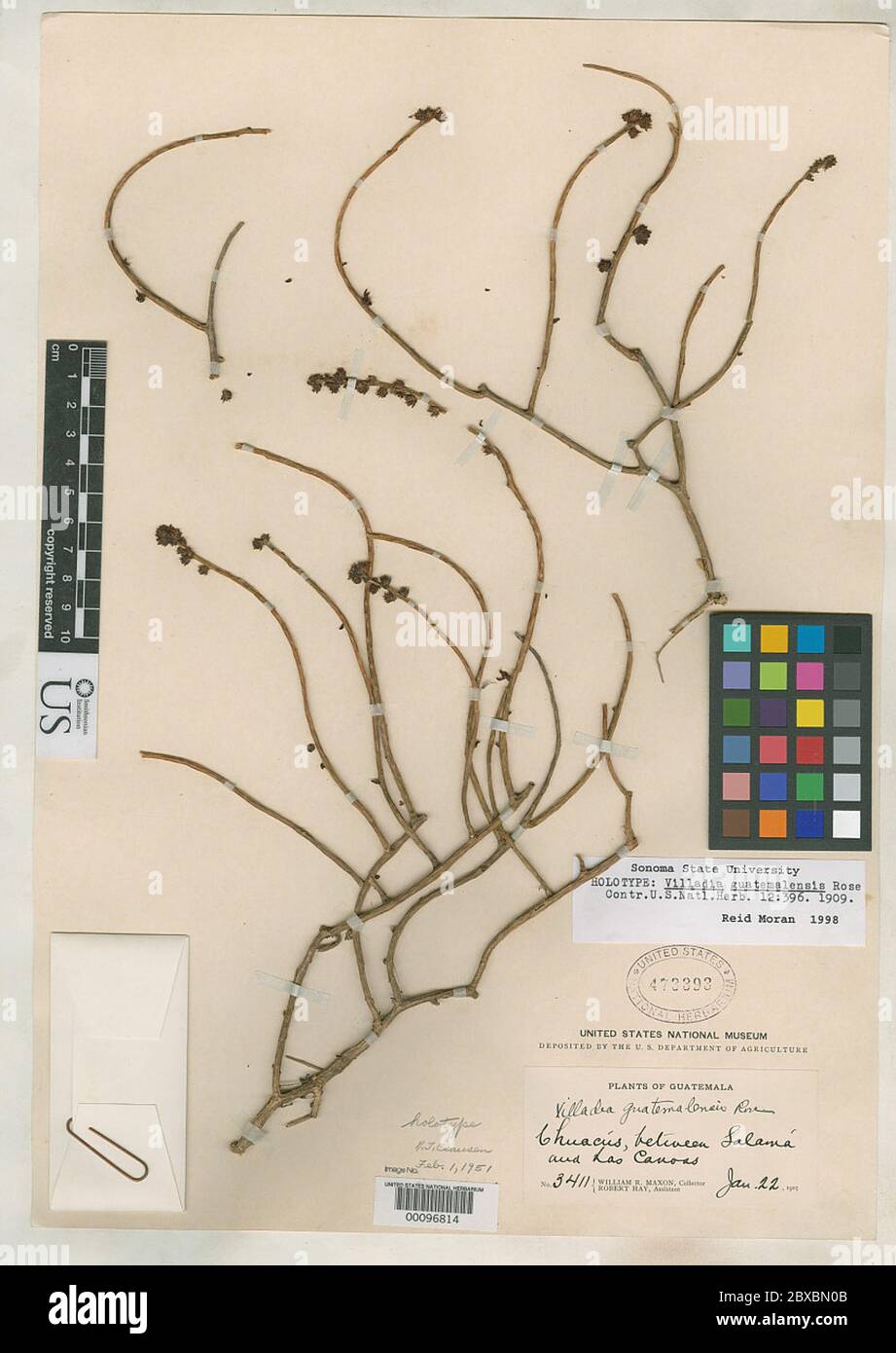 Villadia guatemalensis Rose Villadia guatemalensis Rose Stock Photo - Alamy