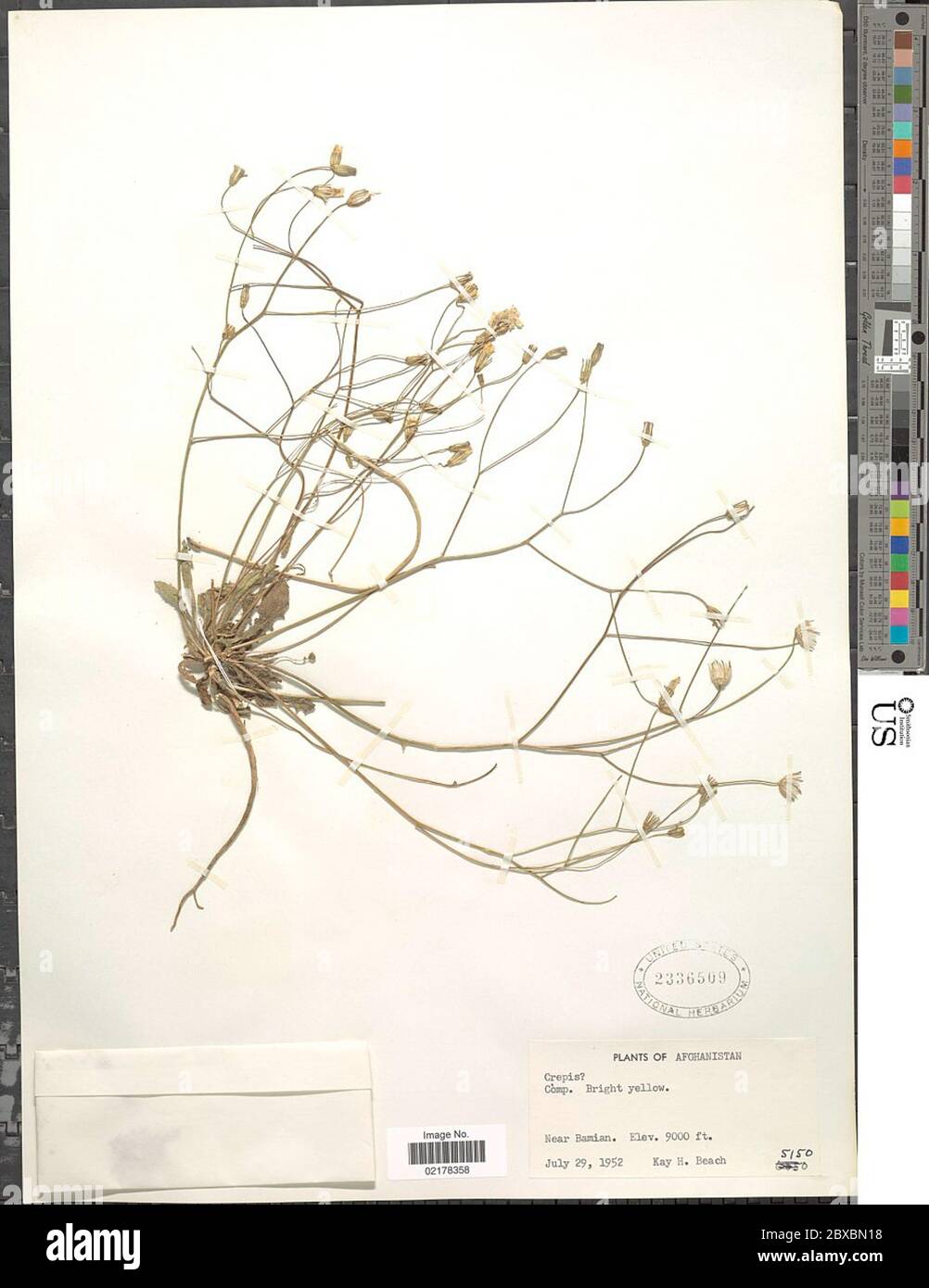 Crepis sp hi-res stock photography and images - Alamy