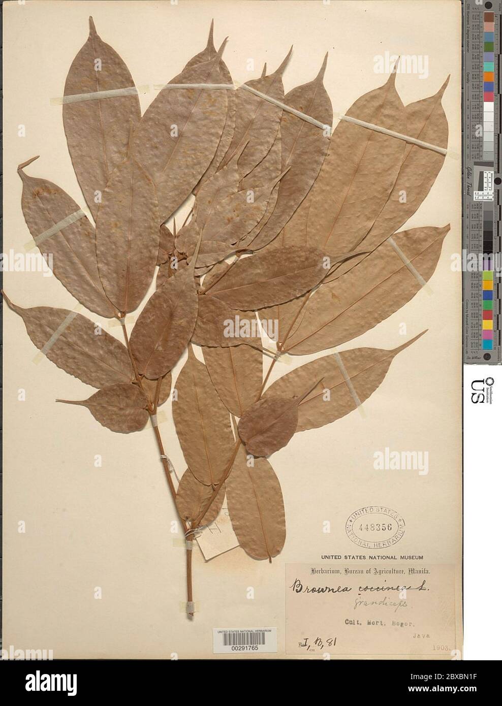 Brownea grandiceps Jacq Brownea grandiceps Jacq Stock Photo - Alamy