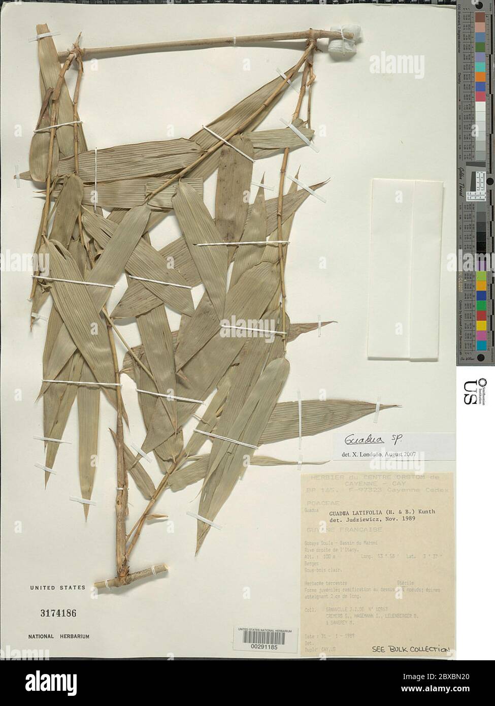 Guadua sp hi-res stock photography and images - Alamy