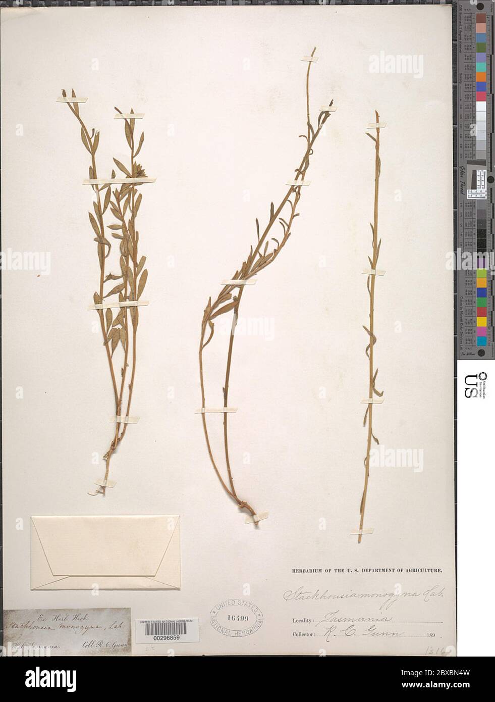 Stackhousia monogyna Labill Stackhousia monogyna Labill Stock Photo - Alamy