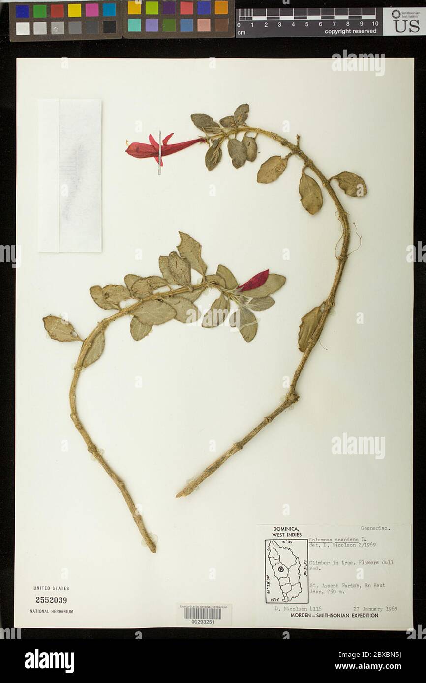 Columnea scandens L Columnea scandens L Stock Photo - Alamy