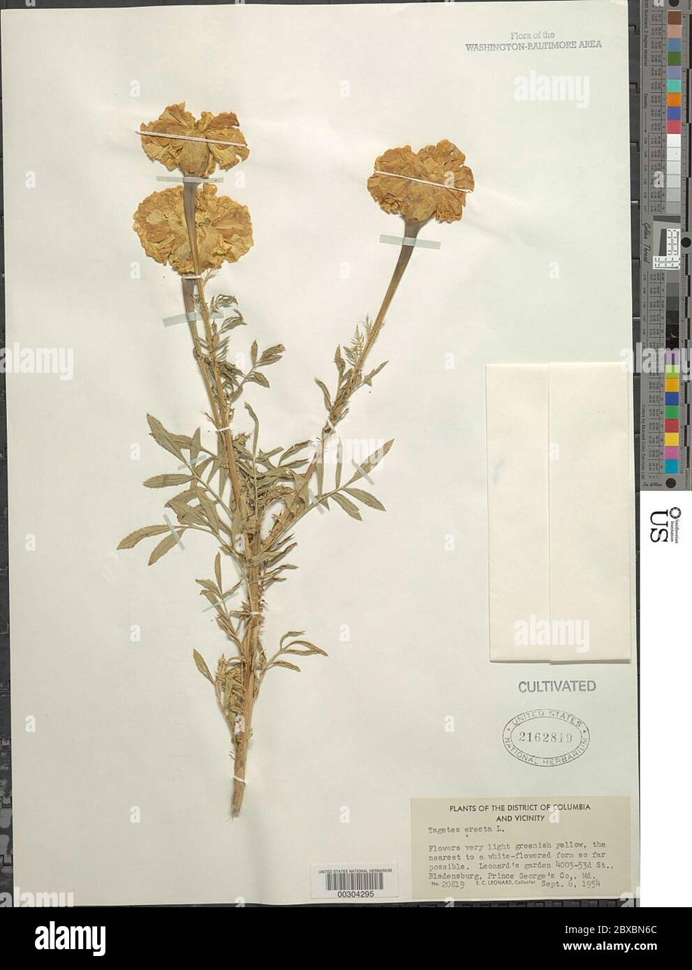 Tagetes erecta L Tagetes erecta L Stock Photo - Alamy