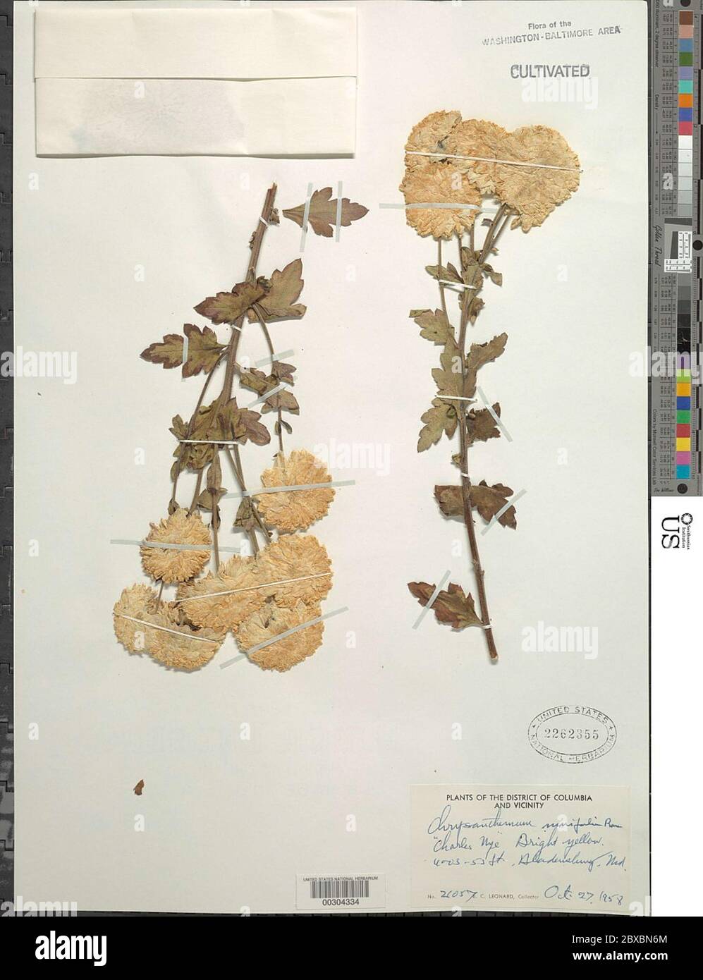 Chrysanthemum morifolium Charles Nye Chrysanthemum morifolium Charles ...