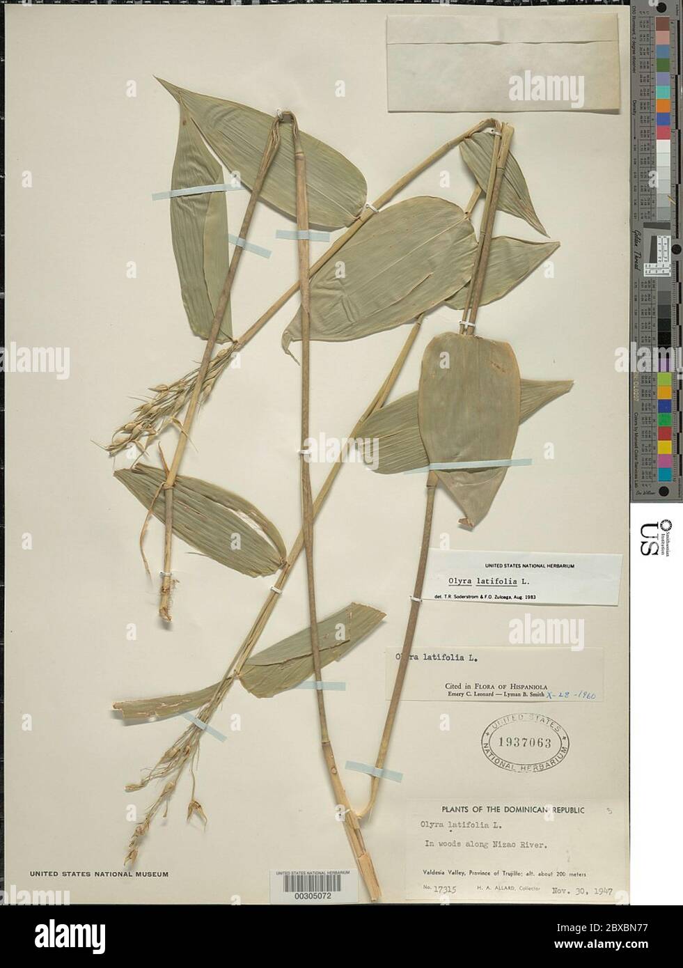 Olyra latifolia hi-res stock photography and images - Alamy