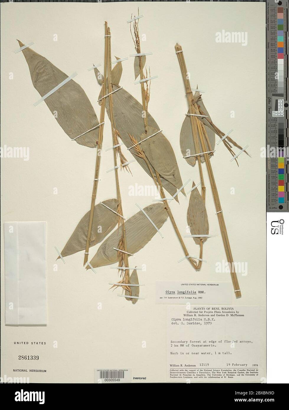 Olyra longifolia Kunth Olyra longifolia Kunth Stock Photo - Alamy