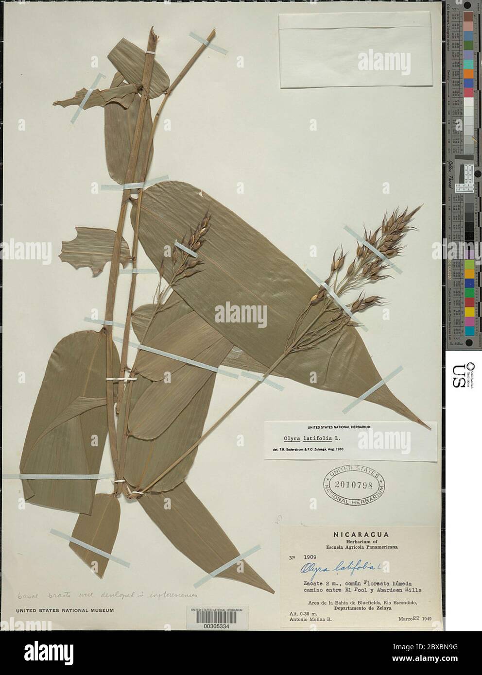 Olyra latifolia L Olyra latifolia L Stock Photo - Alamy