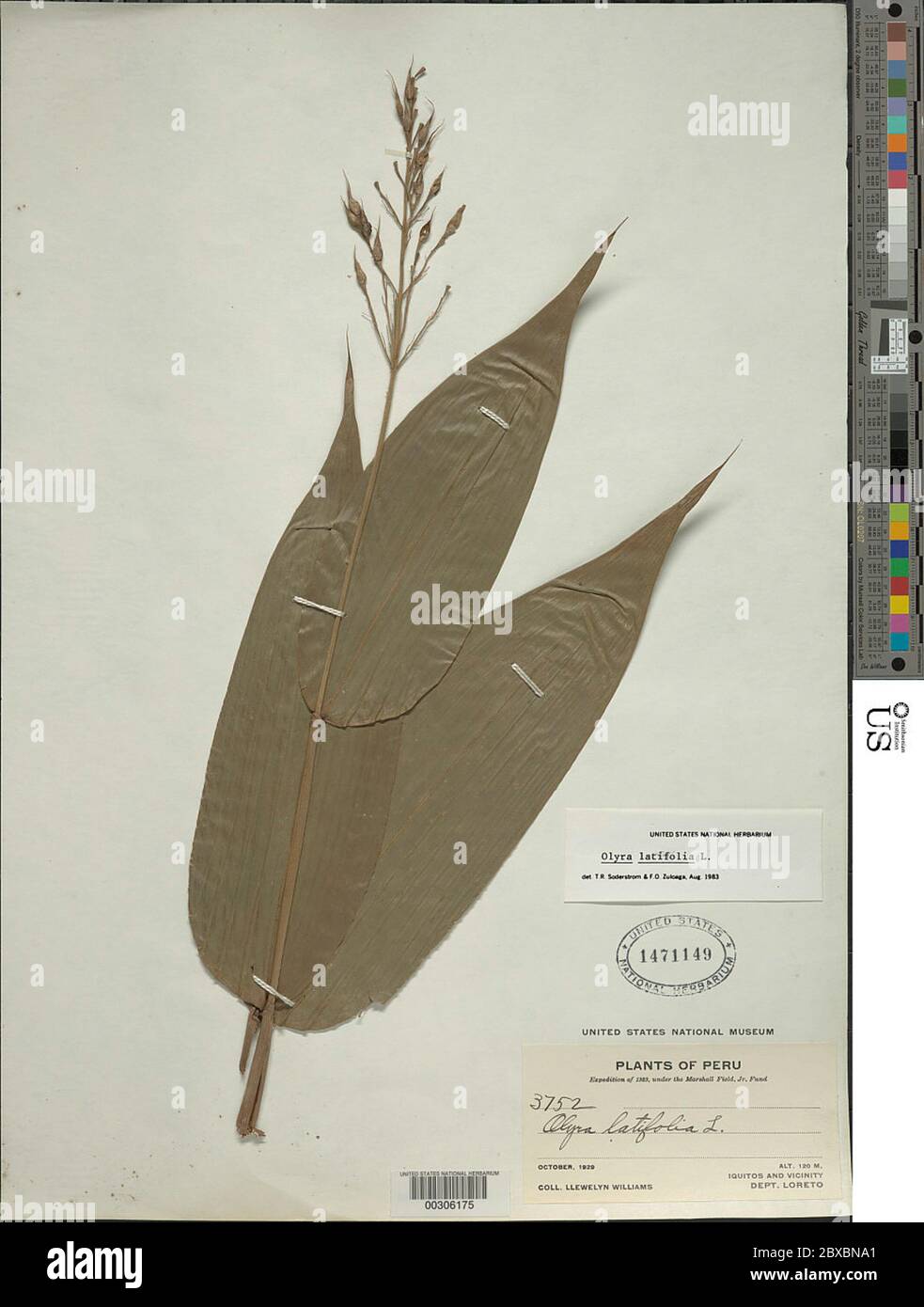 Olyra latifolia L Olyra latifolia L Stock Photo - Alamy