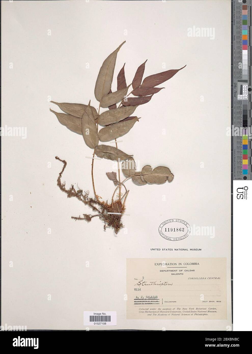 Blechnum Blechnum Sp High Resolution Stock Photography and Images - Alamy