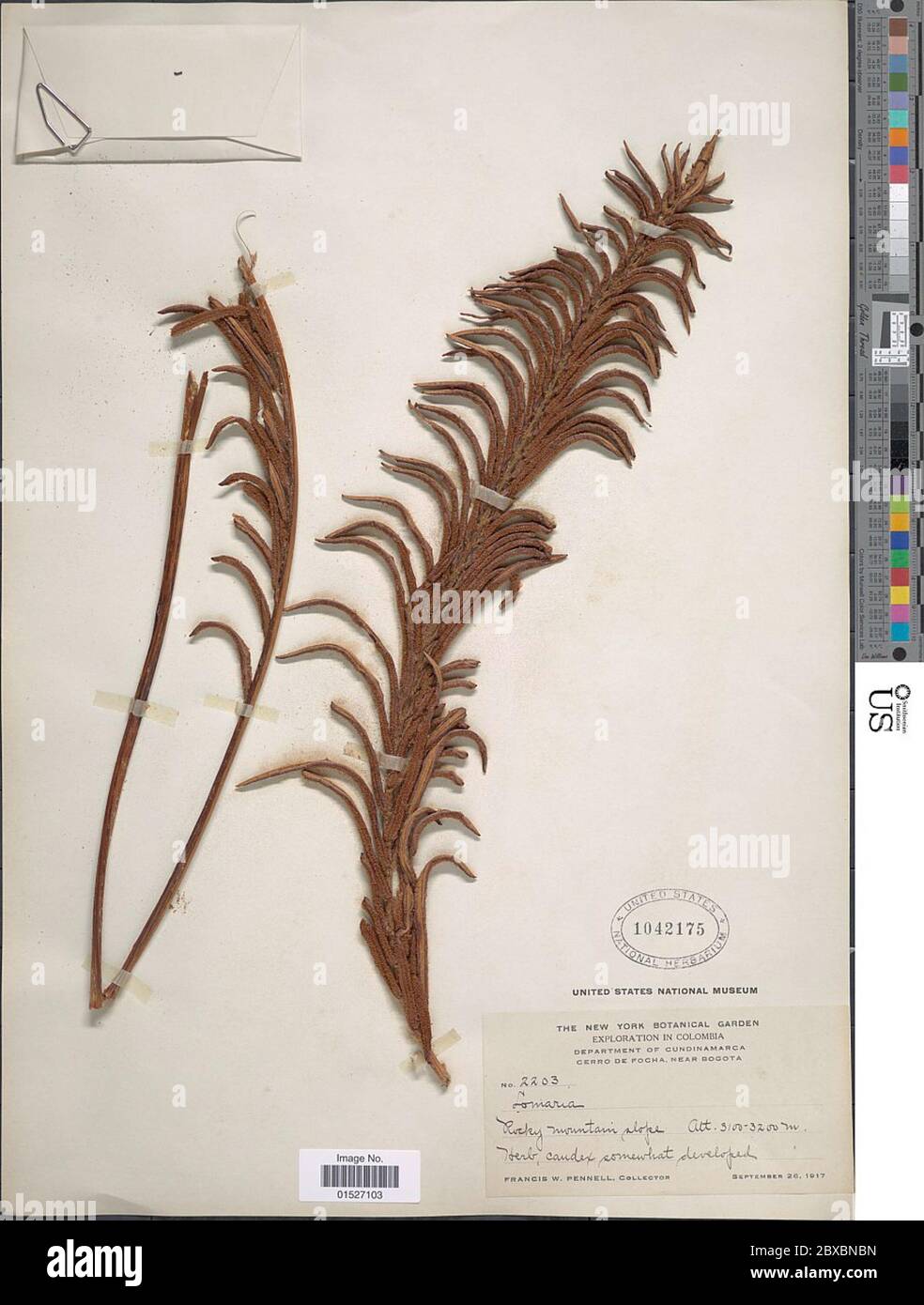 Blechnum sp Blechnum sp Stock Photo - Alamy