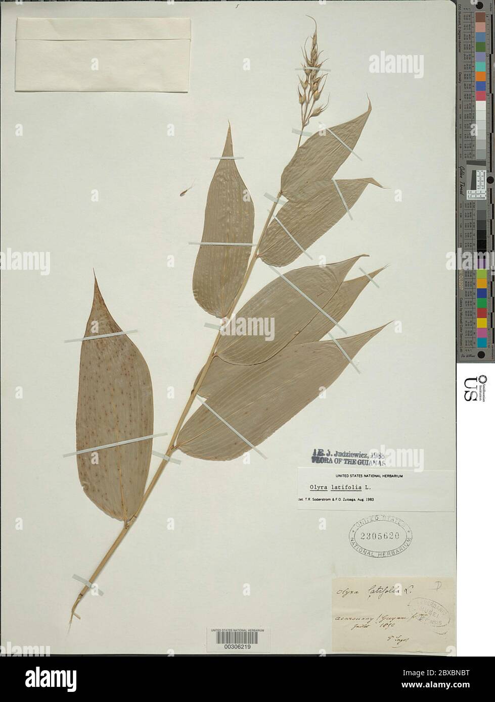 Olyra latifolia L Olyra latifolia L Stock Photo - Alamy