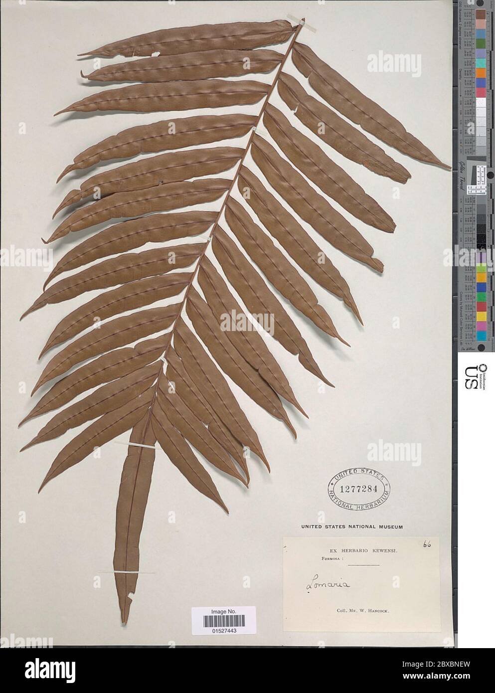 Blechnum Blechnum Sp High Resolution Stock Photography and Images - Alamy