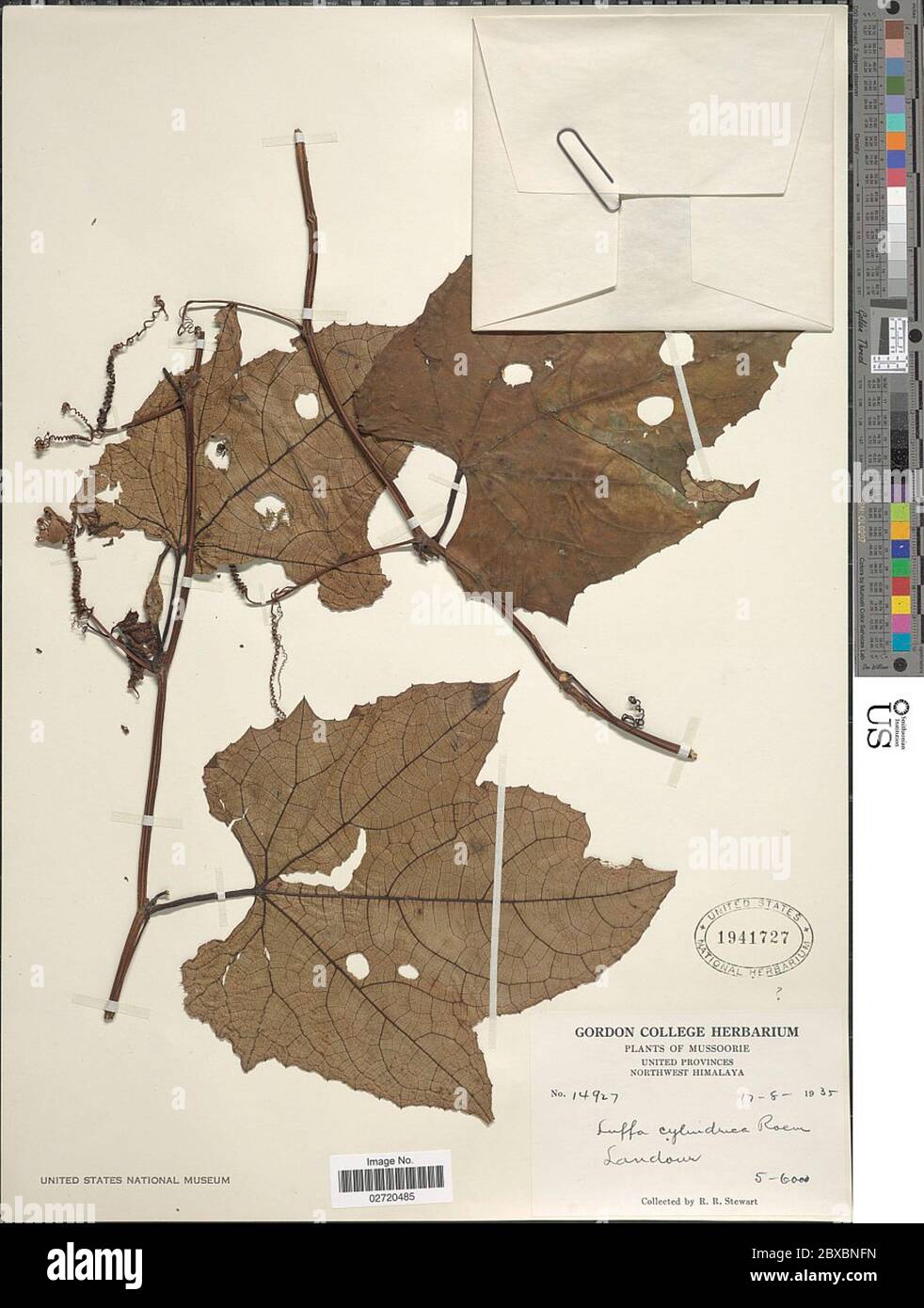 Luffa cylindrica L M Roem Luffa cylindrica L M Roem Stock Photo - Alamy