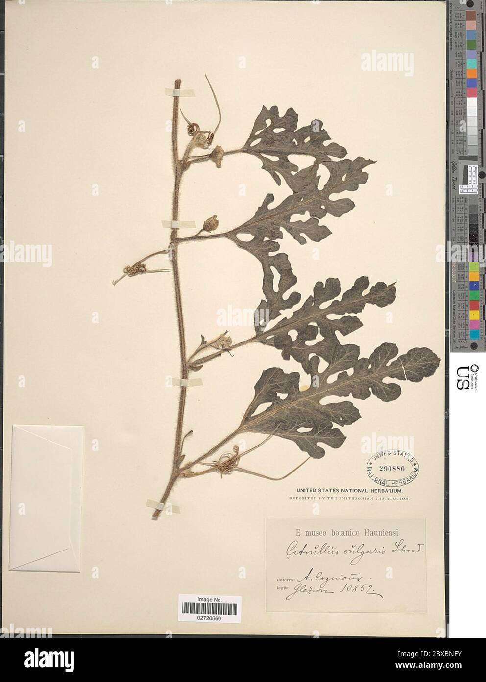 Citrullus vulgaris Schrad Citrullus vulgaris Schrad Stock Photo - Alamy