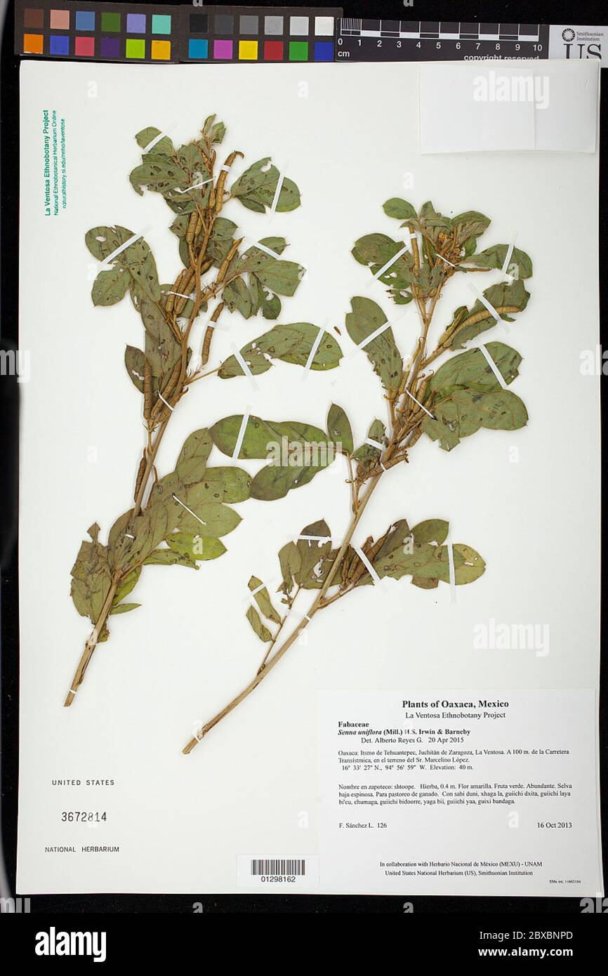 Senna uniflora Mill HS Irwin Barneby Senna uniflora Mill HS Irwin ...