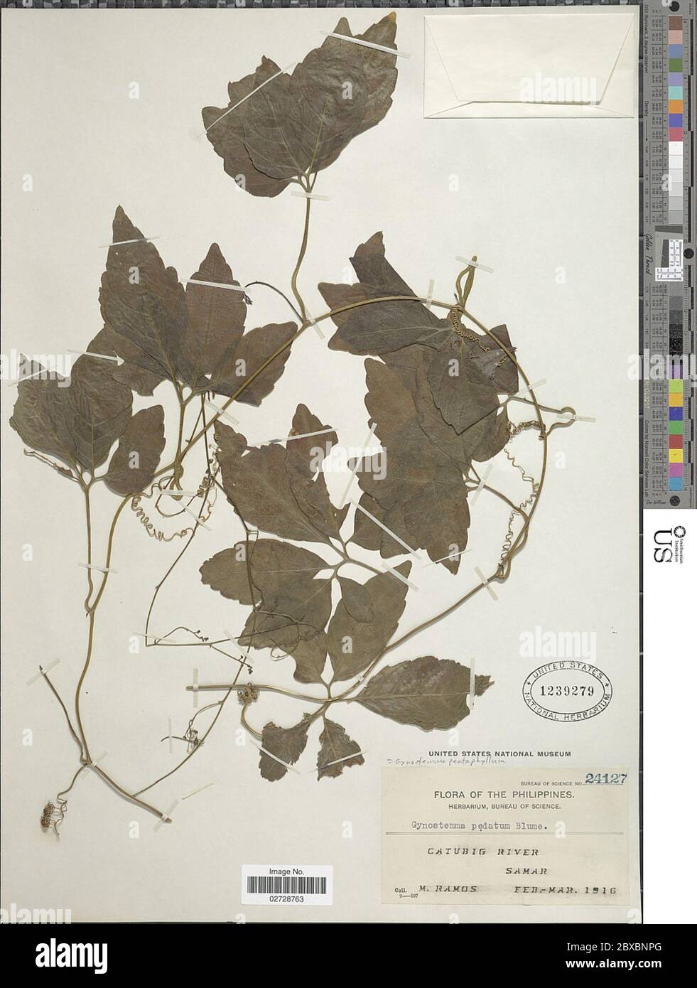 Gynostemma pentaphyllum Thunb Makino Gynostemma pentaphyllum Thunb ...