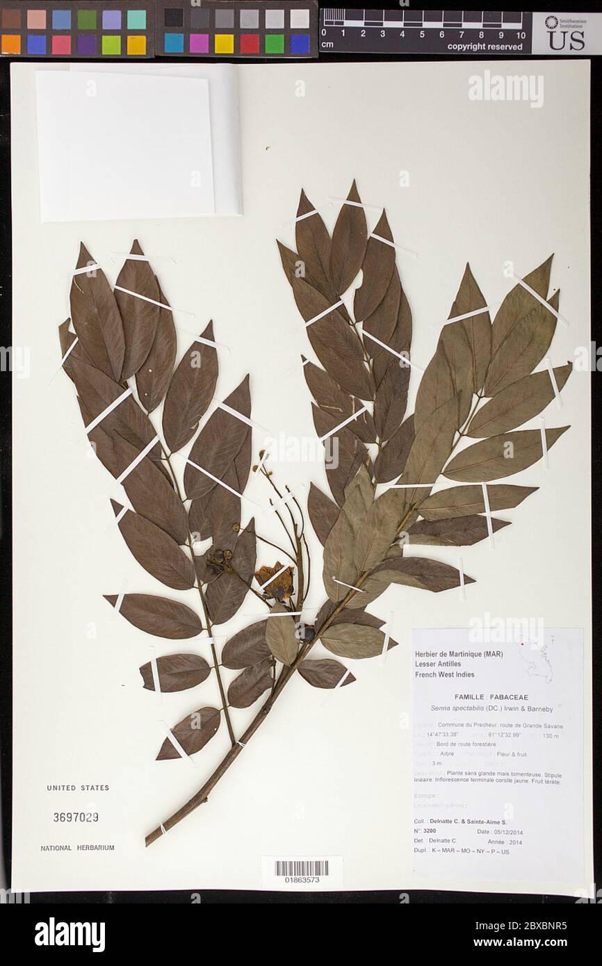 Senna spectabilis hi-res stock photography and images - Alamy